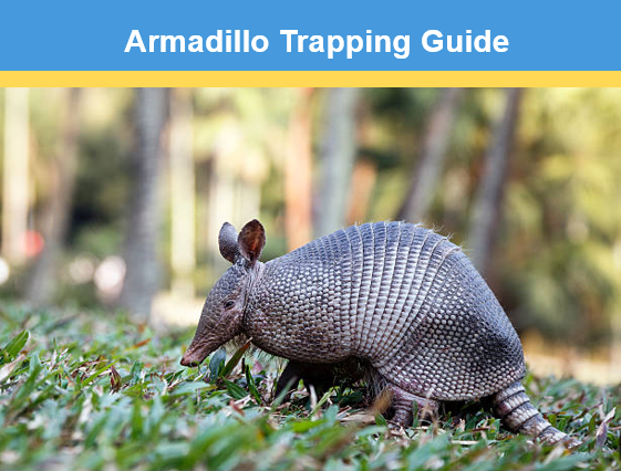 Armadillo Trapping | Critter Stop